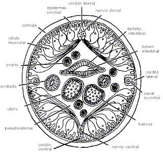 Zoologia : Clasificación de Nematodos